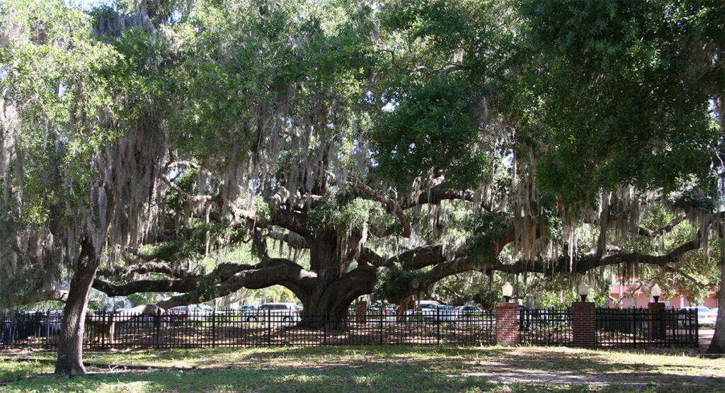 Things To Do - Safety Harbor Chamber of Commerce