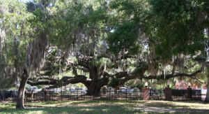 Things To Do - Safety Harbor Chamber of Commerce